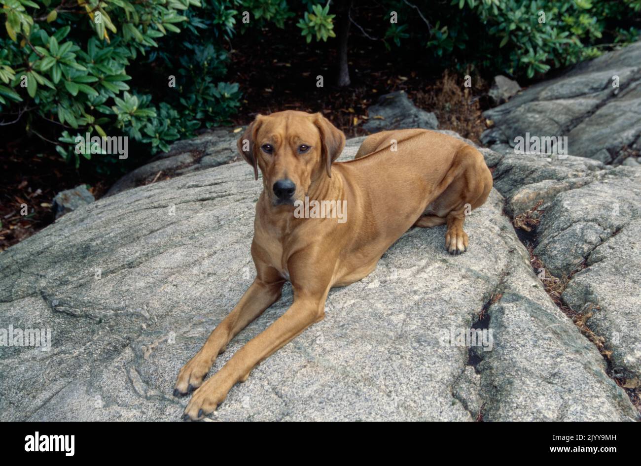 Rhodesian Ridgeback laying on rocky surface outside Stock Photo - Alamy