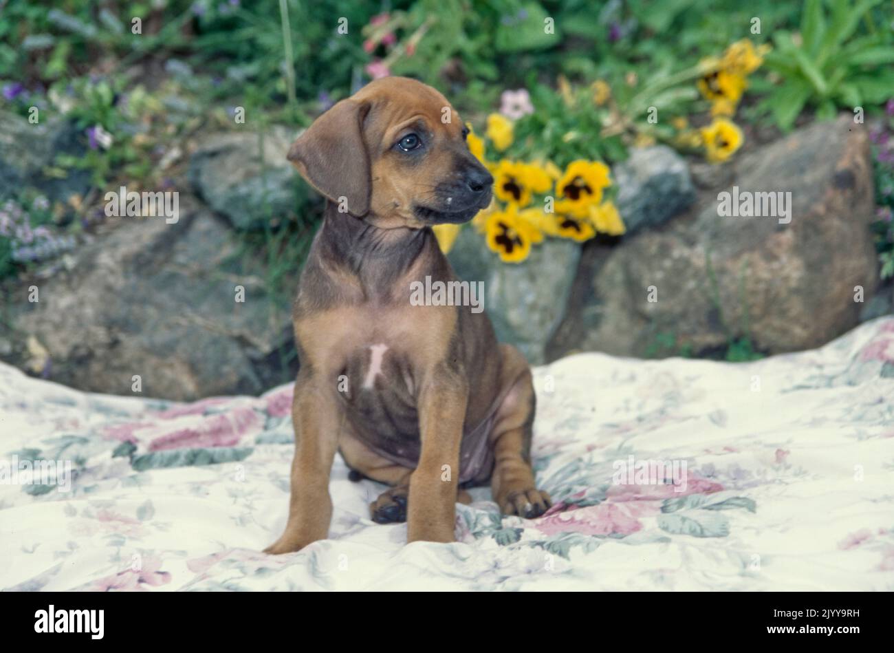 Rhodesian Ridgeback puppy sitting on blanket outside in flower garden ...