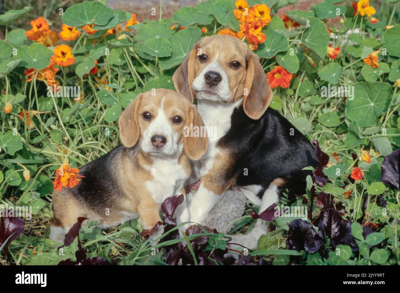 Two beagle puppies sitting in garden with orange flowers Stock Photo ...