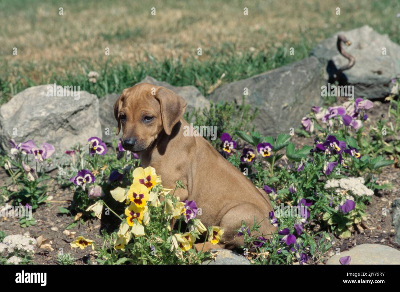 Rhodesian Ridgeback puppy sitting outside in flower garden Stock Photo ...