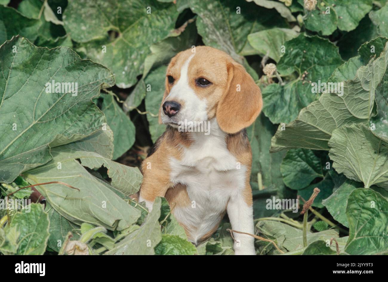 Beagle sitting in garden with green leafy plants Stock Photo - Alamy