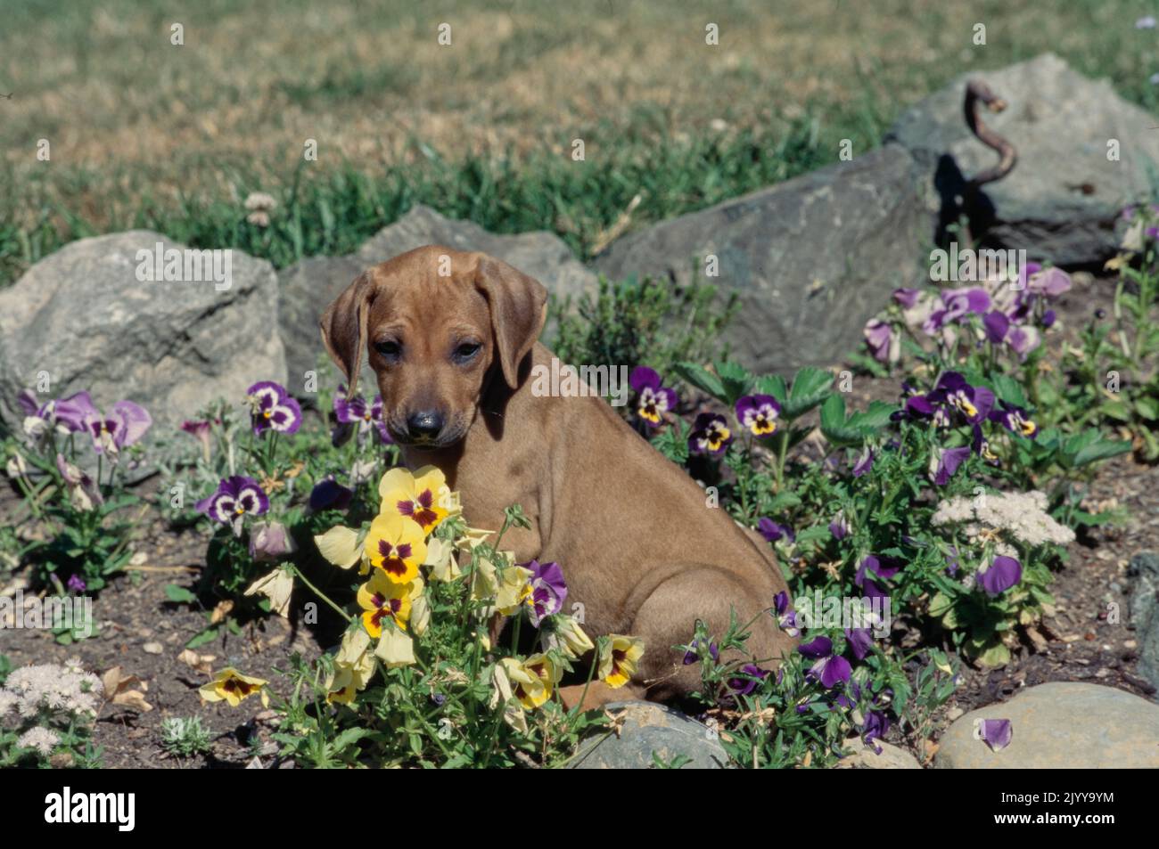 Rhodesian Ridgeback puppy sitting outside in flower garden Stock Photo ...
