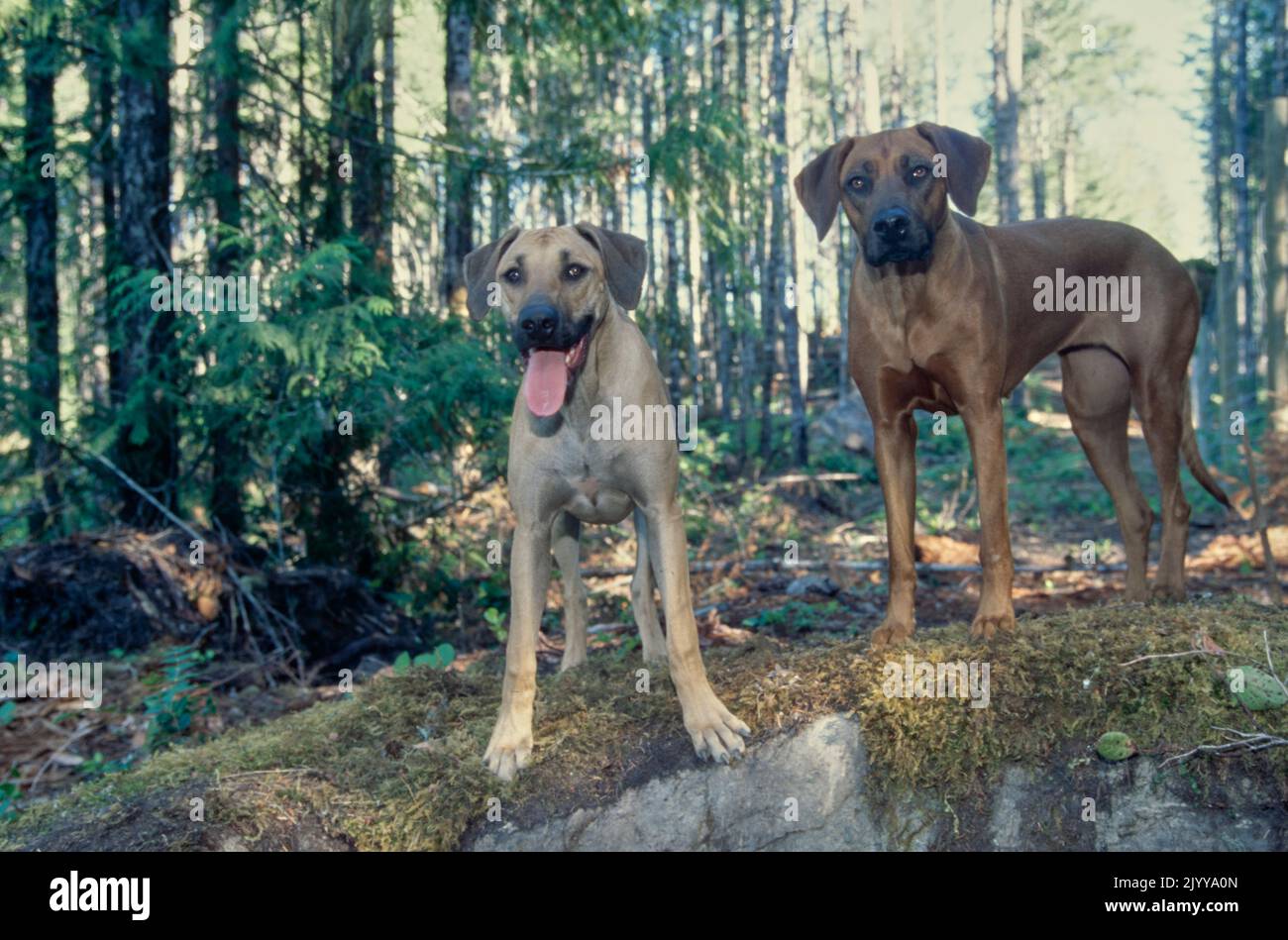 Two Rhodesian Ridgebacks outside in forest Stock Photo - Alamy