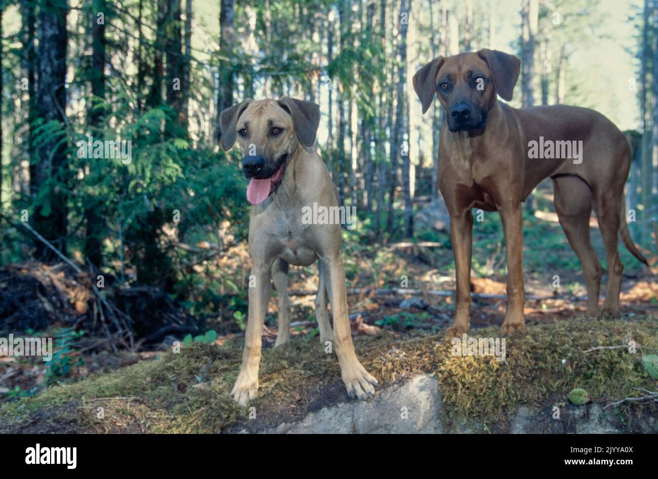 Two Rhodesian Ridgebacks outside in forest Stock Photo - Alamy