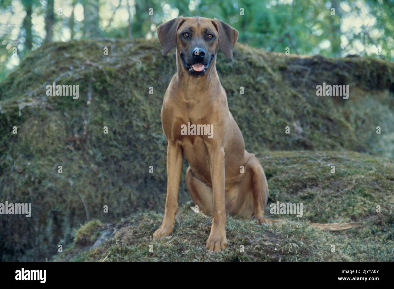 Rhodesian Ridgeback outside in forest Stock Photo - Alamy