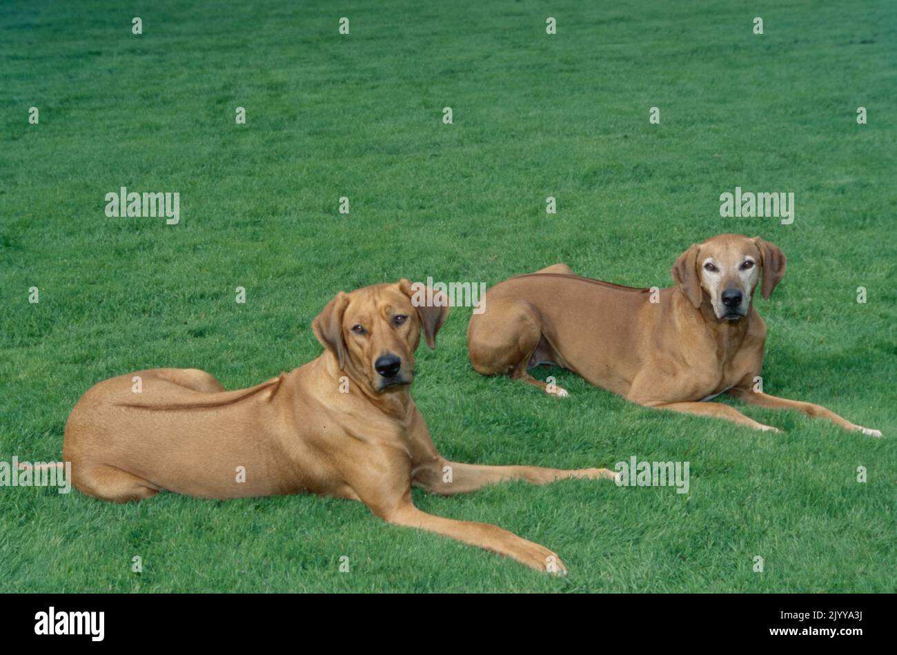 Two Rhodesian Ridgebacks laying in grass outside Stock Photo - Alamy