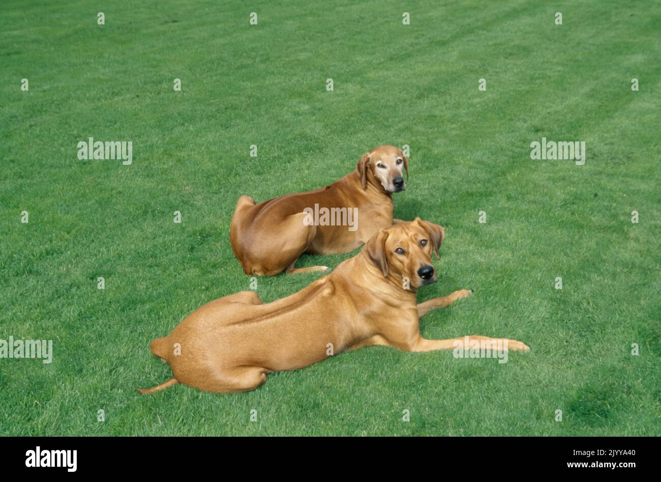Two Rhodesian Ridgebacks laying in grass outside Stock Photo - Alamy