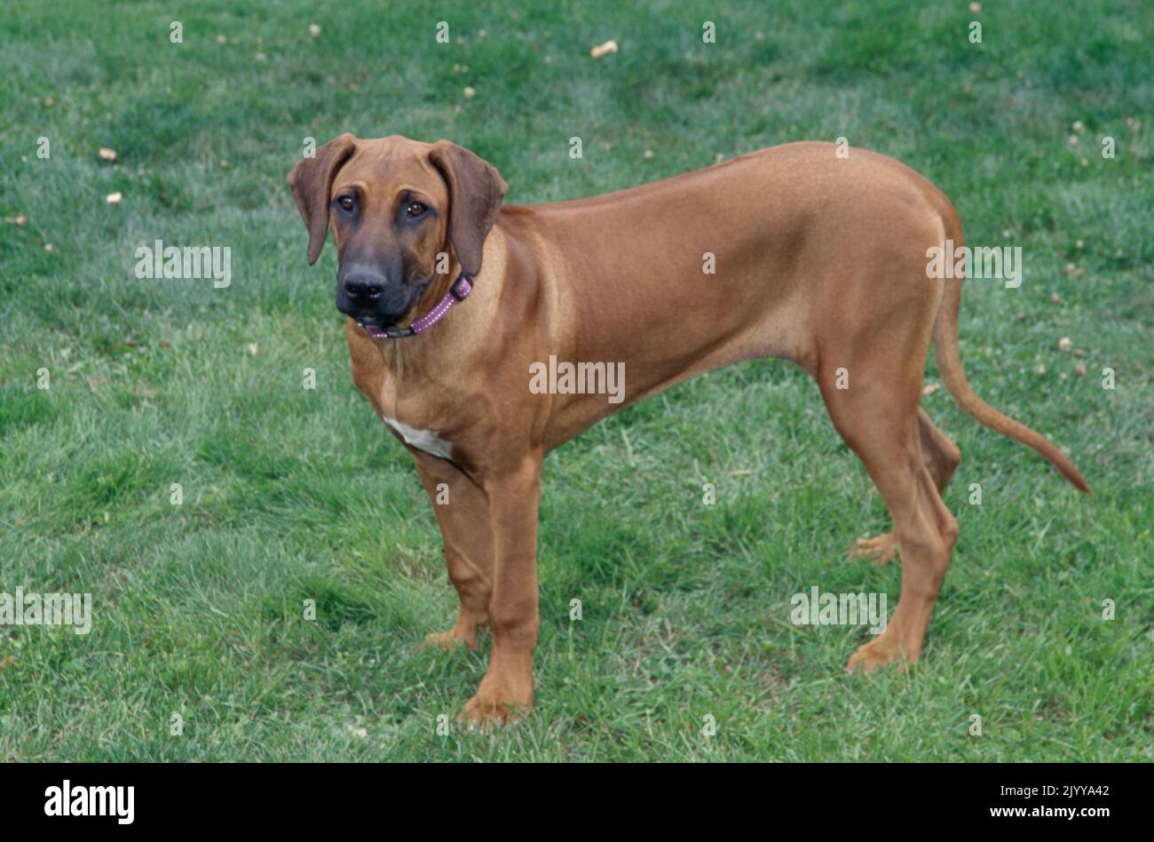 Rhodesian Ridgeback standing in grass Stock Photo - Alamy