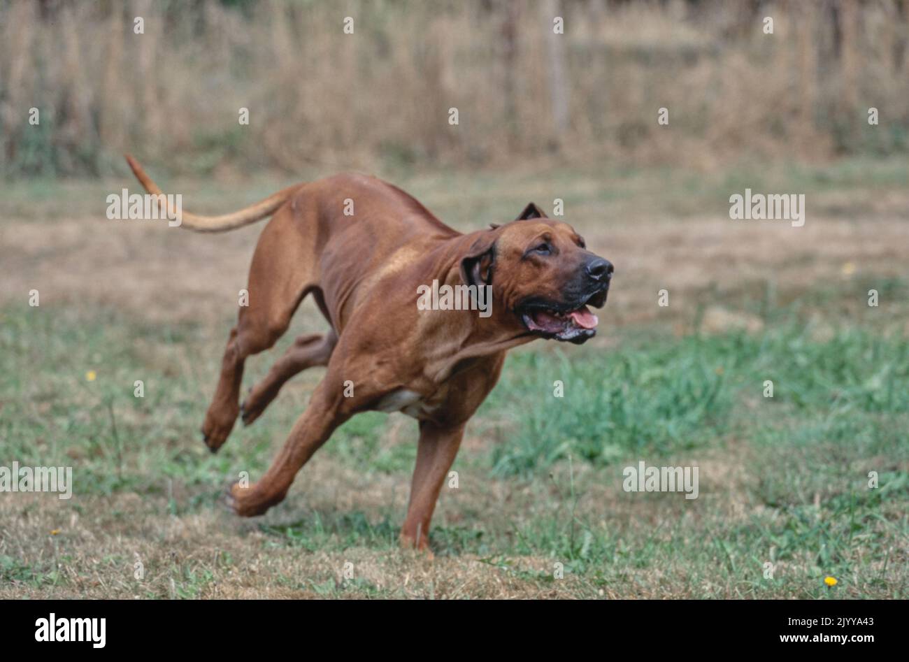 Rhodesian Ridgeback running outside in grass Stock Photo - Alamy