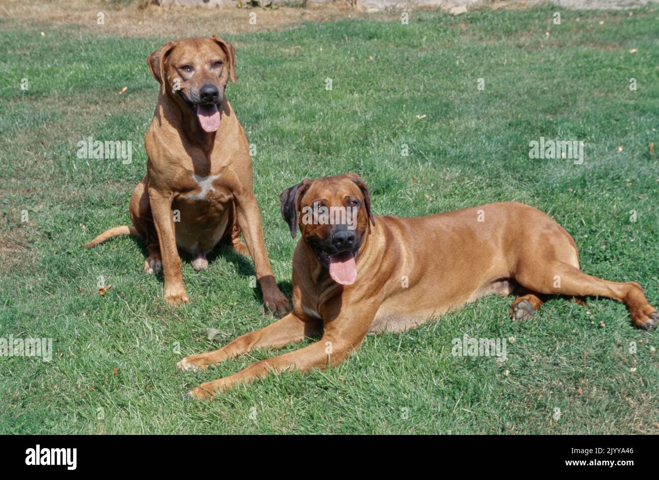 Rhodesian ridgebacks hi-res stock photography and images - Alamy