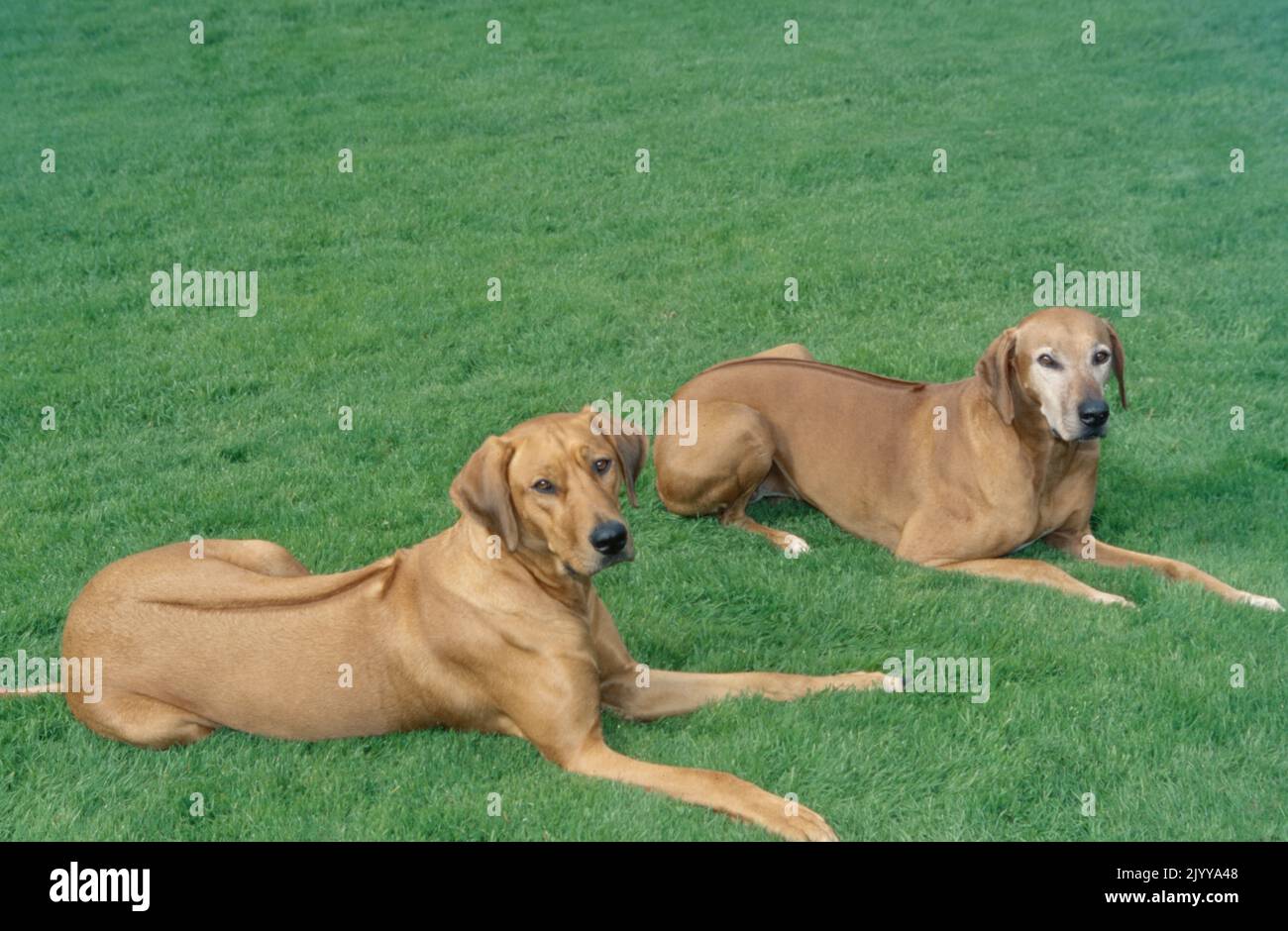 Two Rhodesian Ridgebacks laying in grass outside Stock Photo - Alamy