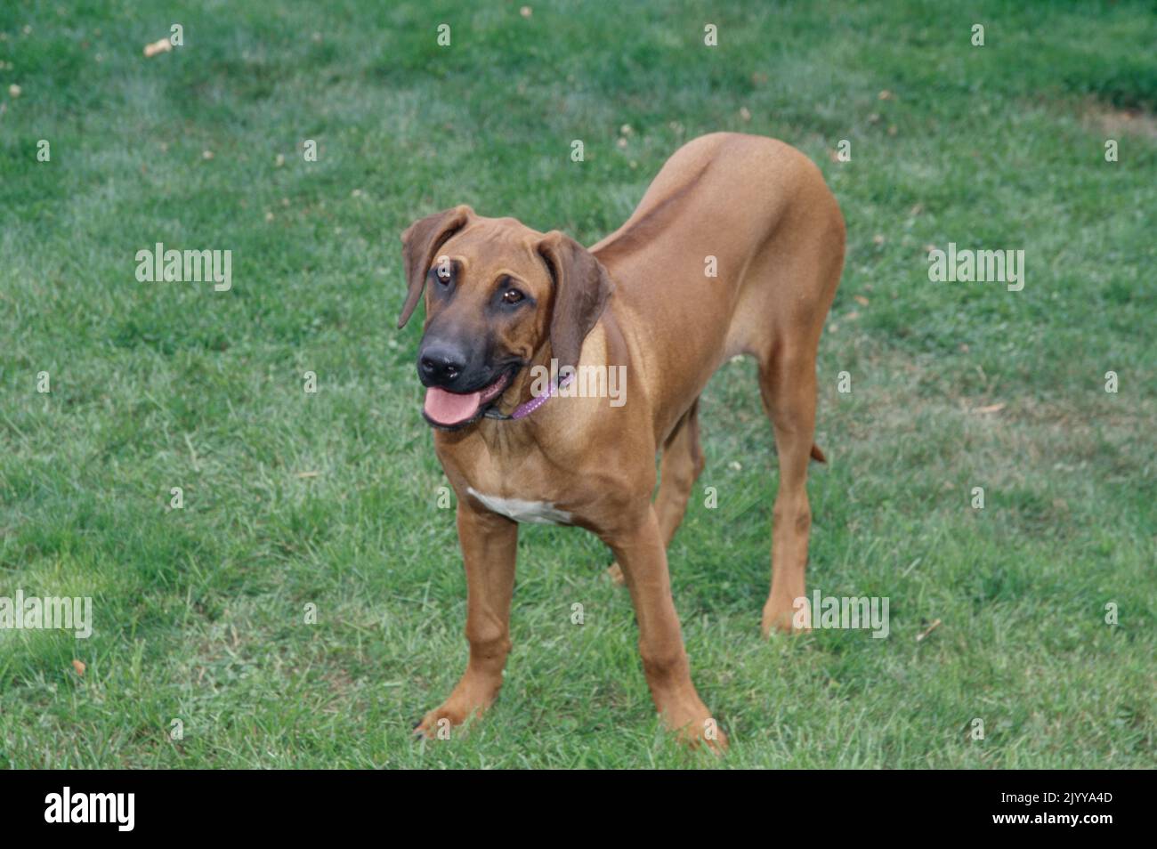 Rhodesian Ridgeback standing in grass Stock Photo - Alamy