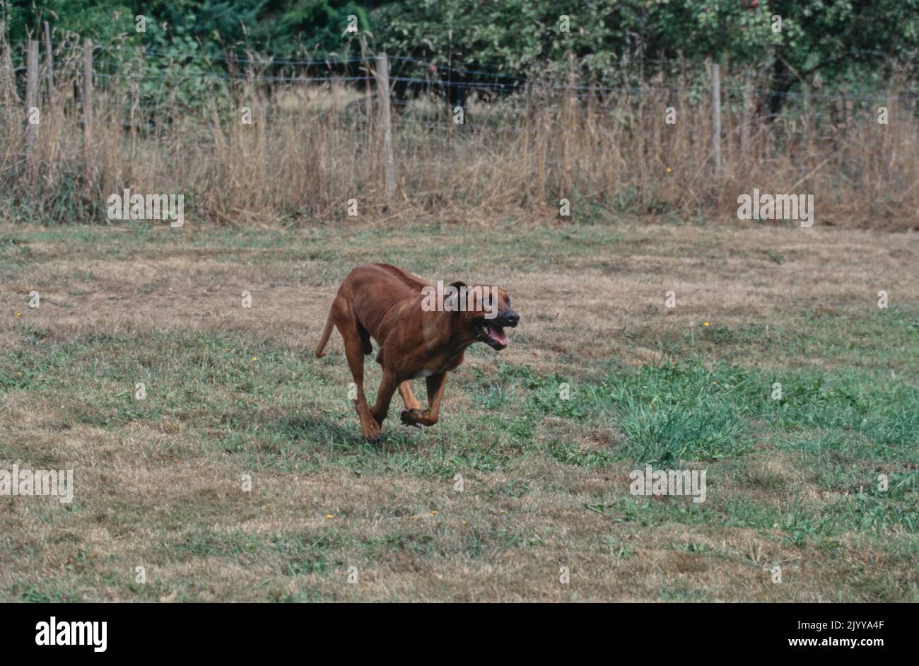 Rhodesian Ridgeback running outside in grass Stock Photo - Alamy