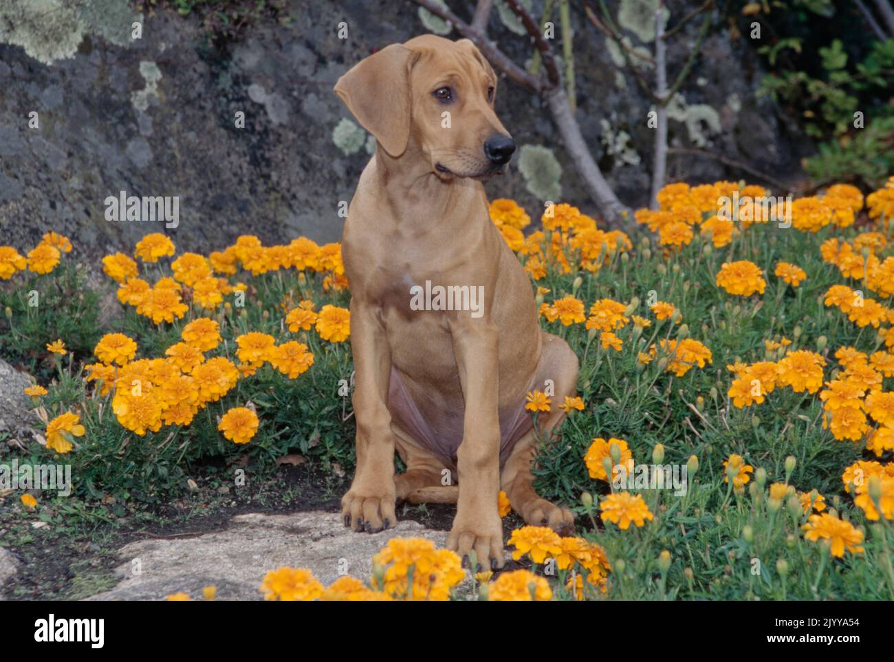 Young Rhodesian Ridgeback sitting in flower garden Stock Photo - Alamy