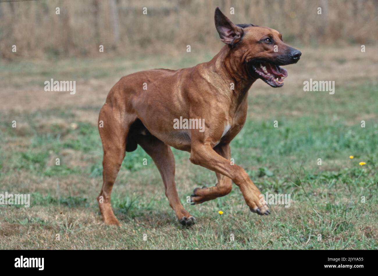 Rhodesian Ridgeback running outside in grass Stock Photo - Alamy
