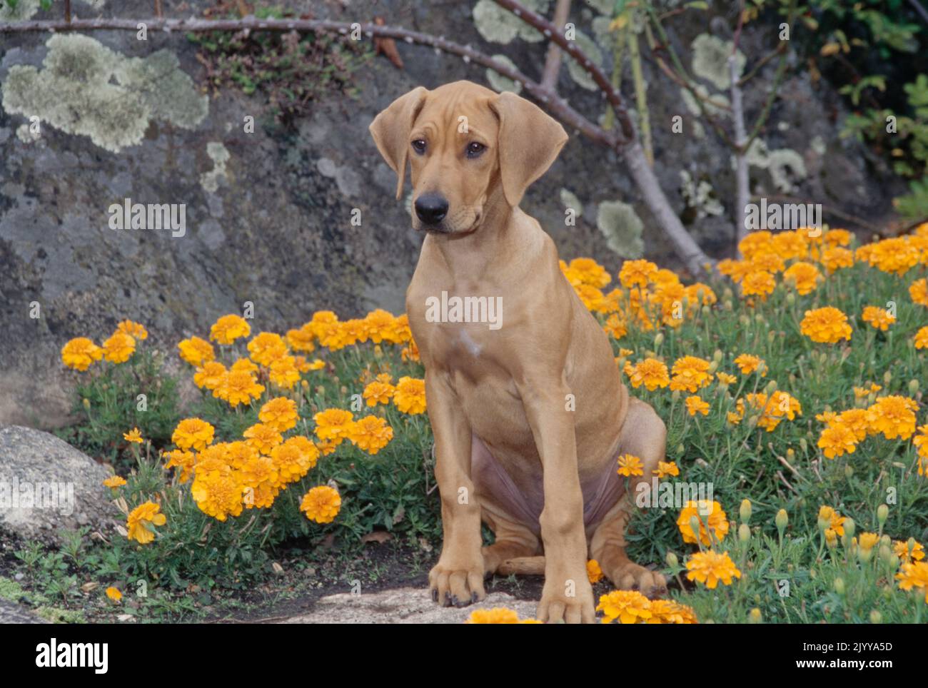 Young Rhodesian Ridgeback sitting in flower garden Stock Photo - Alamy