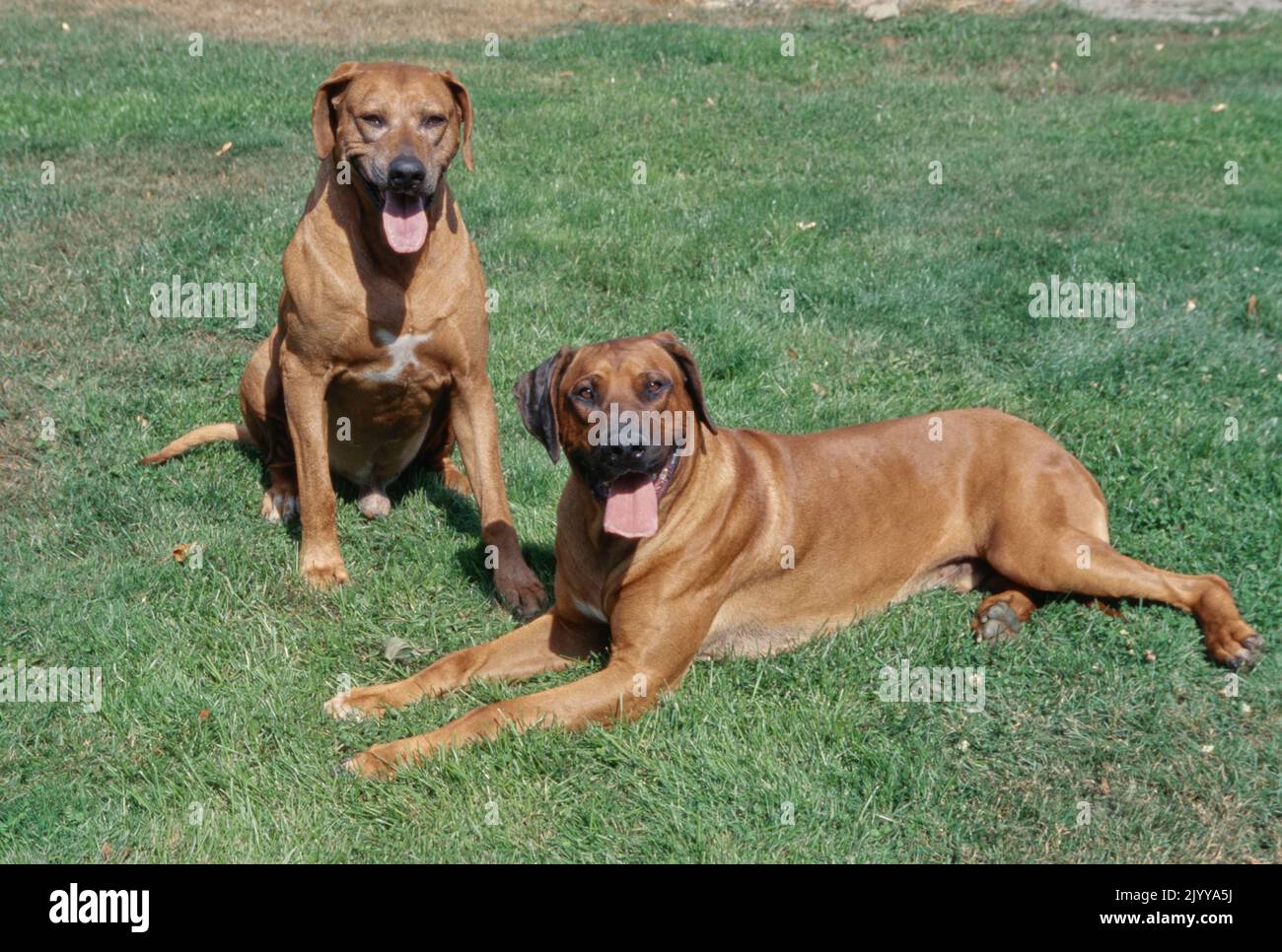 Two Rhodesian Ridgebacks on grass outside Stock Photo - Alamy