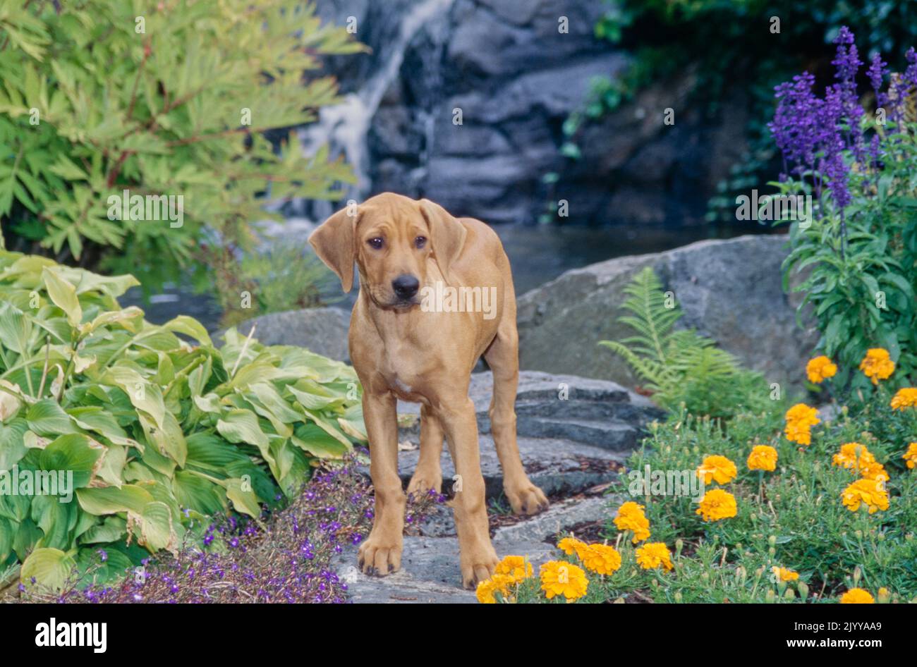 Young Rhodesian Ridgeback standing in flower garden Stock Photo - Alamy
