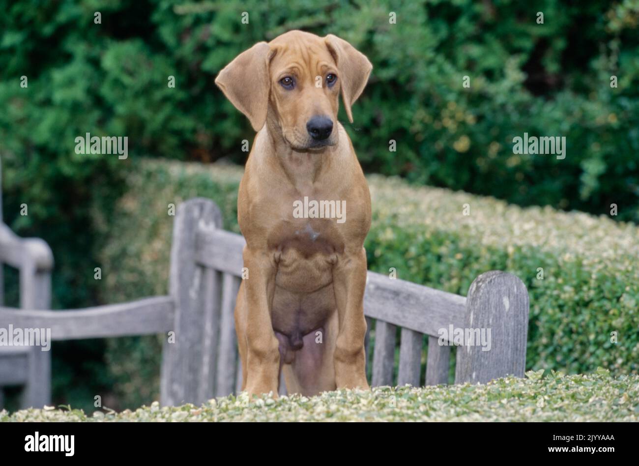 Wooden bench in garden hi-res stock photography and images - Alamy