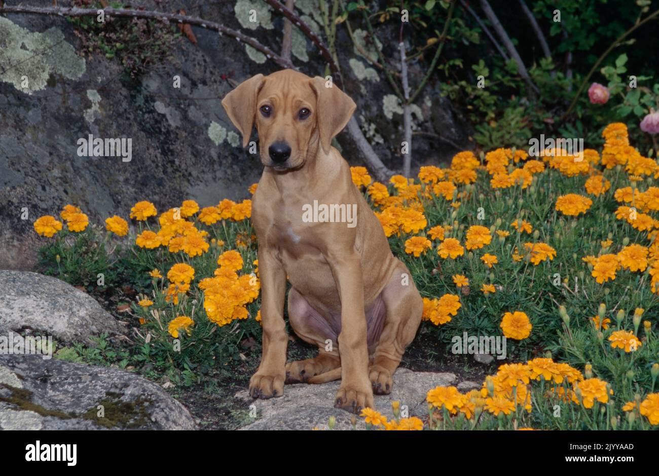 Young Rhodesian Ridgeback sitting in flower garden Stock Photo - Alamy