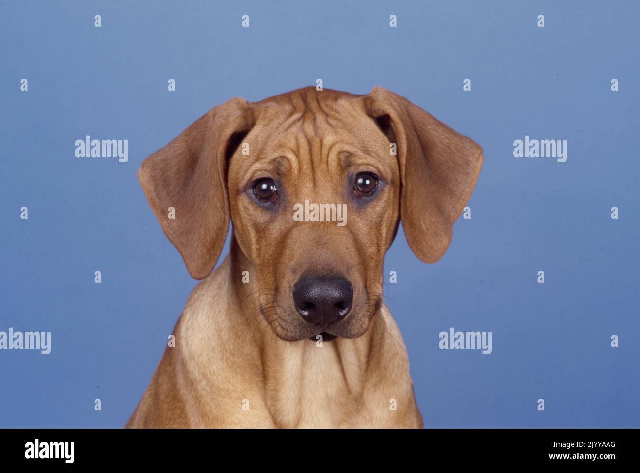 Young Rhodesian Ridgeback in front of blue background Stock Photo - Alamy