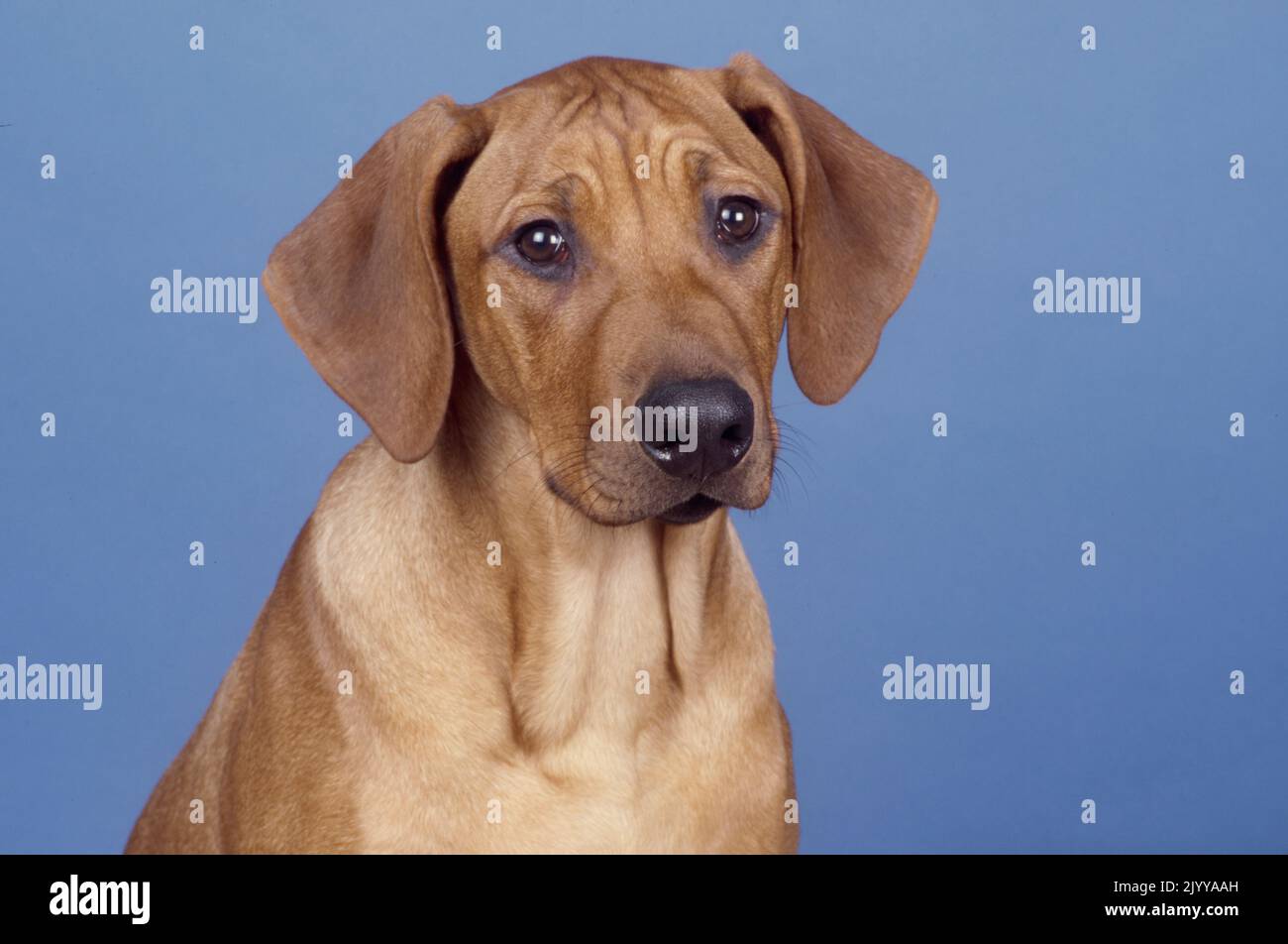 Rhodesian front hi-res stock photography and images - Alamy