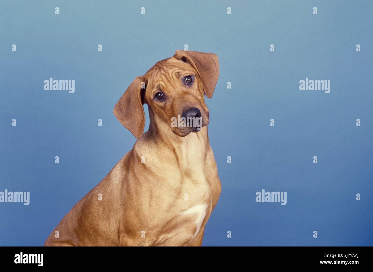 Young Rhodesian Ridgeback in front of blue background Stock Photo - Alamy