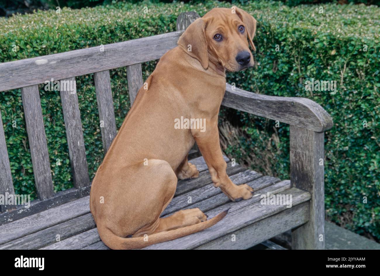 Rhodesian Ridgeback sitting on wooden bench outside in garden Stock ...