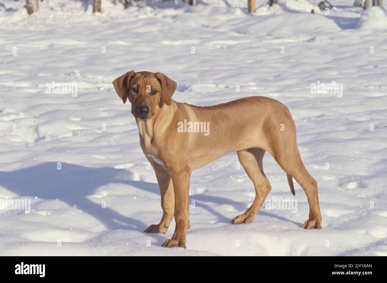 Rhodesian Ridgeback standing in snow outside Stock Photo - Alamy