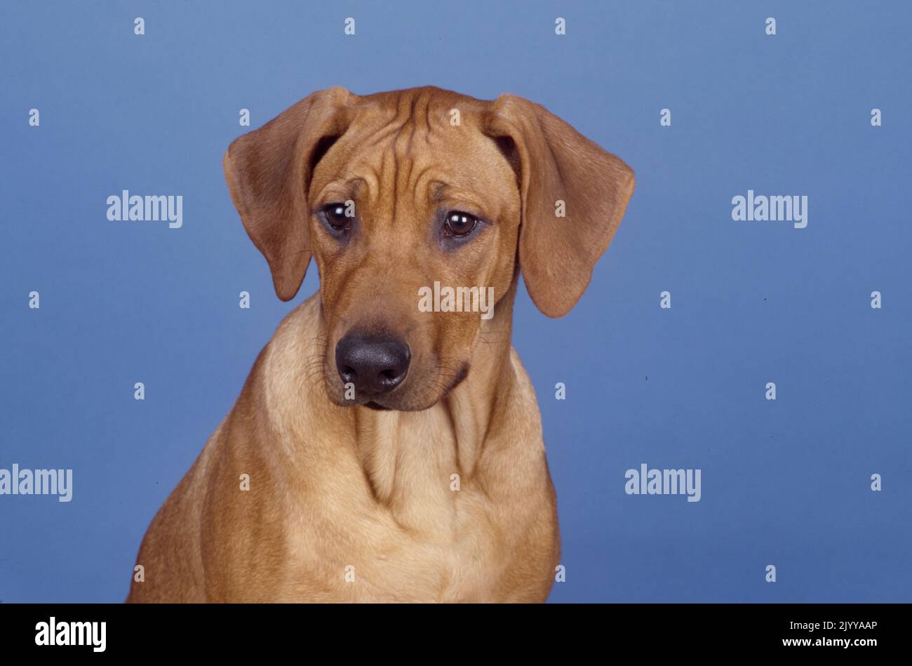 Young Rhodesian Ridgeback in front of blue background Stock Photo - Alamy