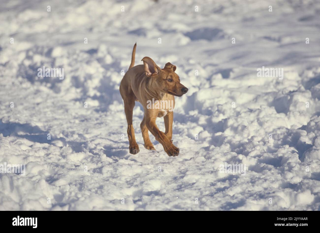 Rhodesian Ridgeback running in snow outside Stock Photo - Alamy