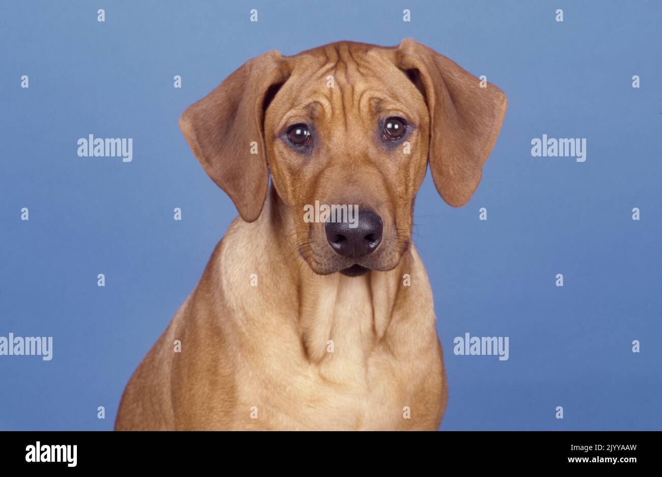 Young Rhodesian Ridgeback in front of blue background Stock Photo - Alamy