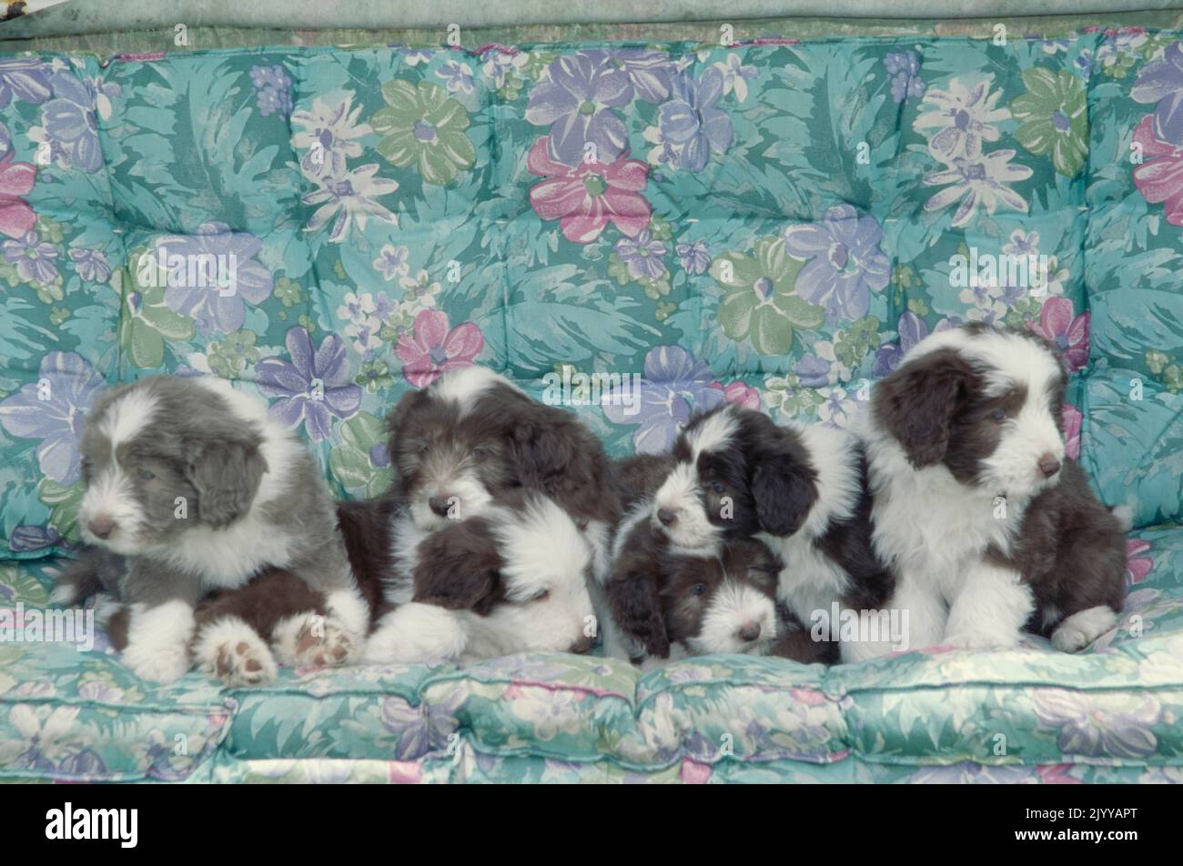 Group of bearded collie puppies sitting on floral outdoor sofa Stock ...