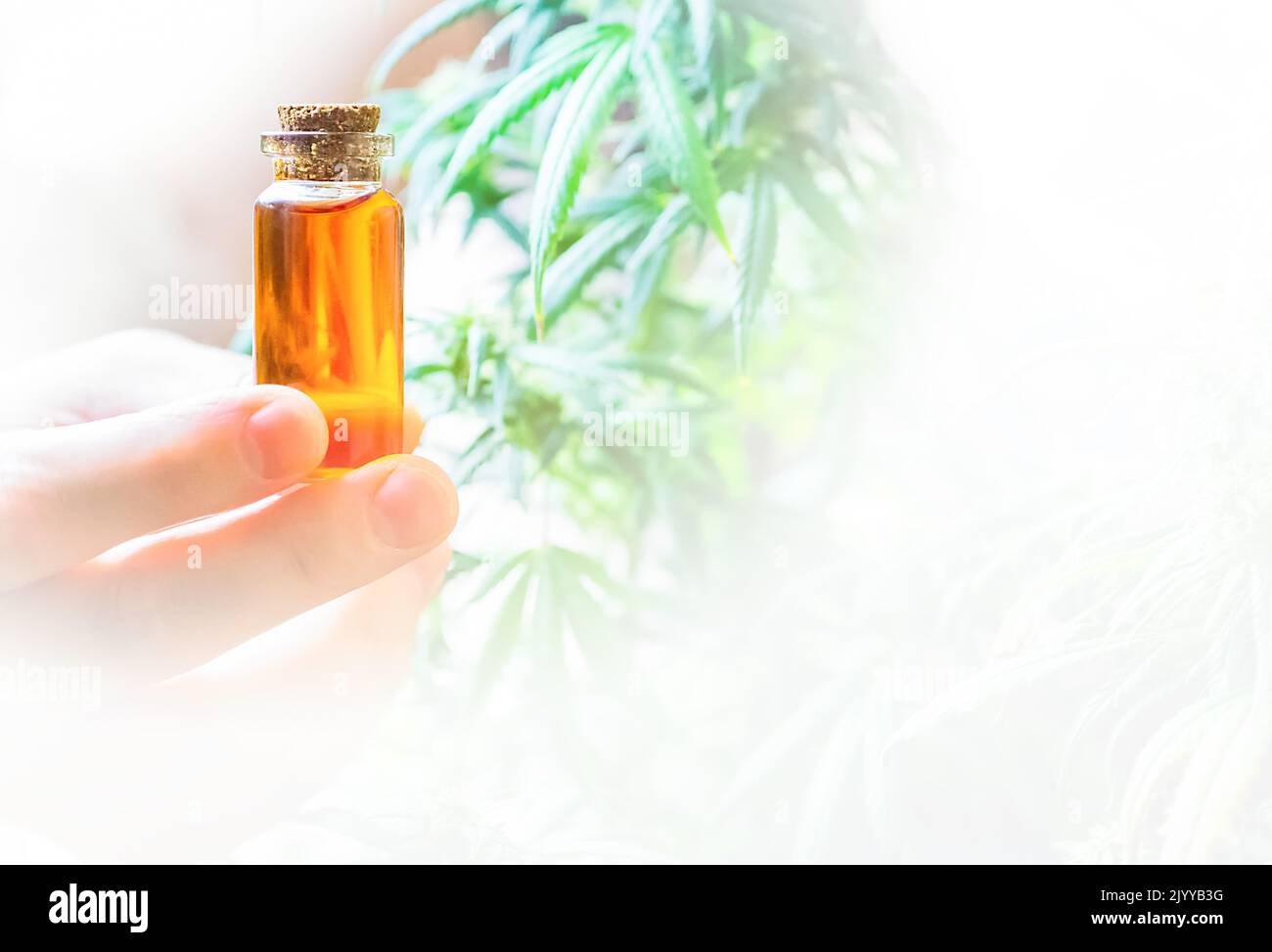 Hand holding Medical cannabis CBD or THC oil with marijuana plant ...