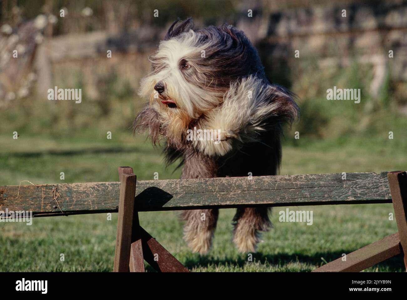 Bearded Collie jumping over fence Stock Photo - Alamy