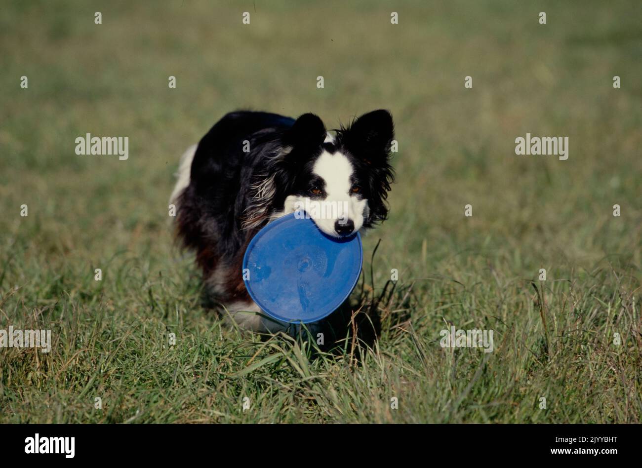 Border Collie in field with frisbee in mouth Stock Photo - Alamy