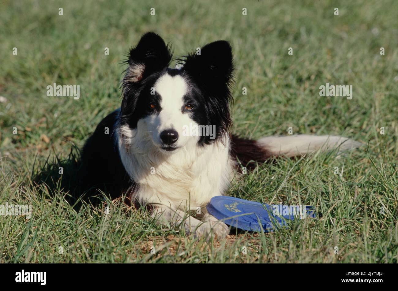 Border Collie in field with frisbee Stock Photo - Alamy