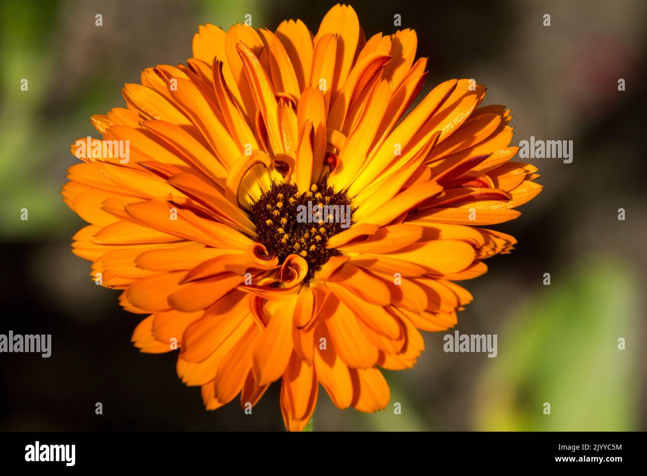 Calendula "Prince Orange" Flower Calendula officinalis, Orange ...