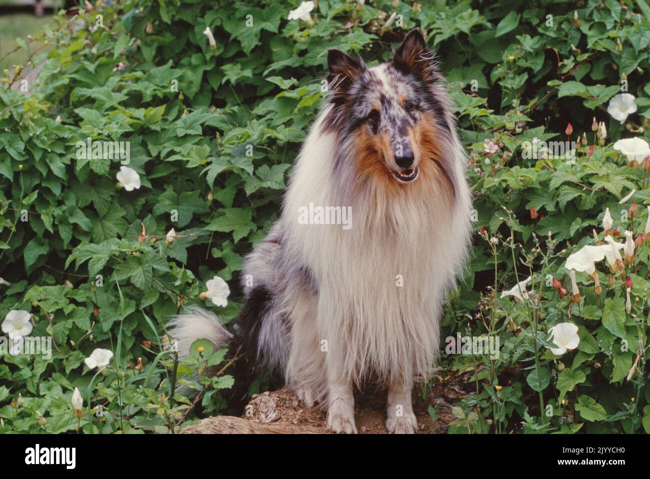 Collie in flower bush Stock Photo - Alamy