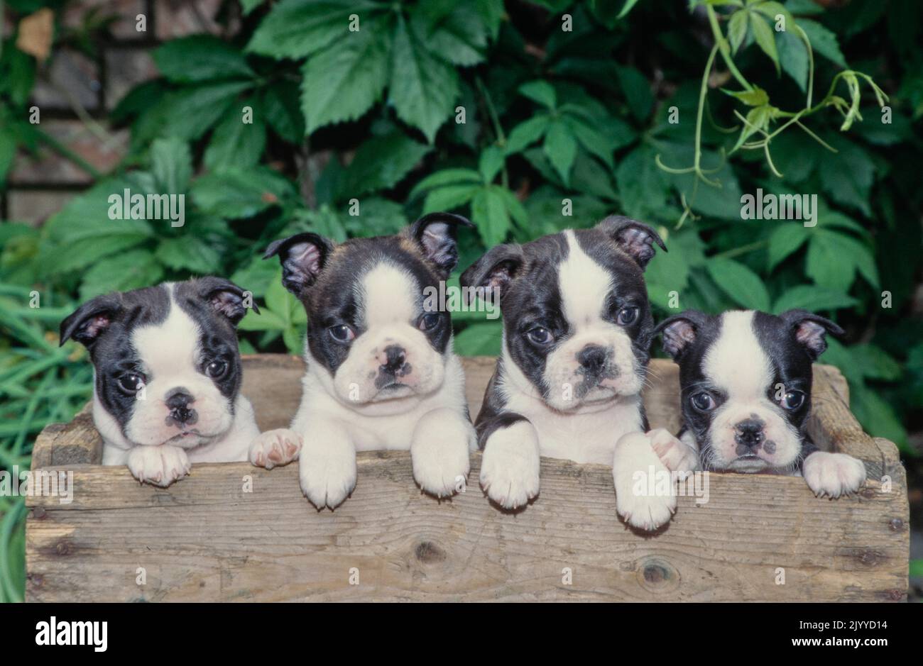 Box terrier hi-res stock photography and images - Alamy