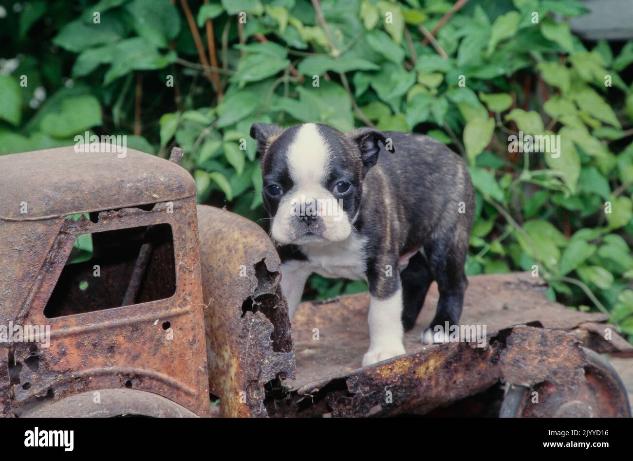 Boston Terrier puppy on toy truck Stock Photo - Alamy