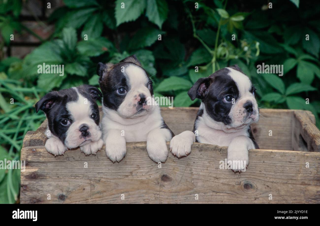 Boston Terrier puppies in box Stock Photo - Alamy