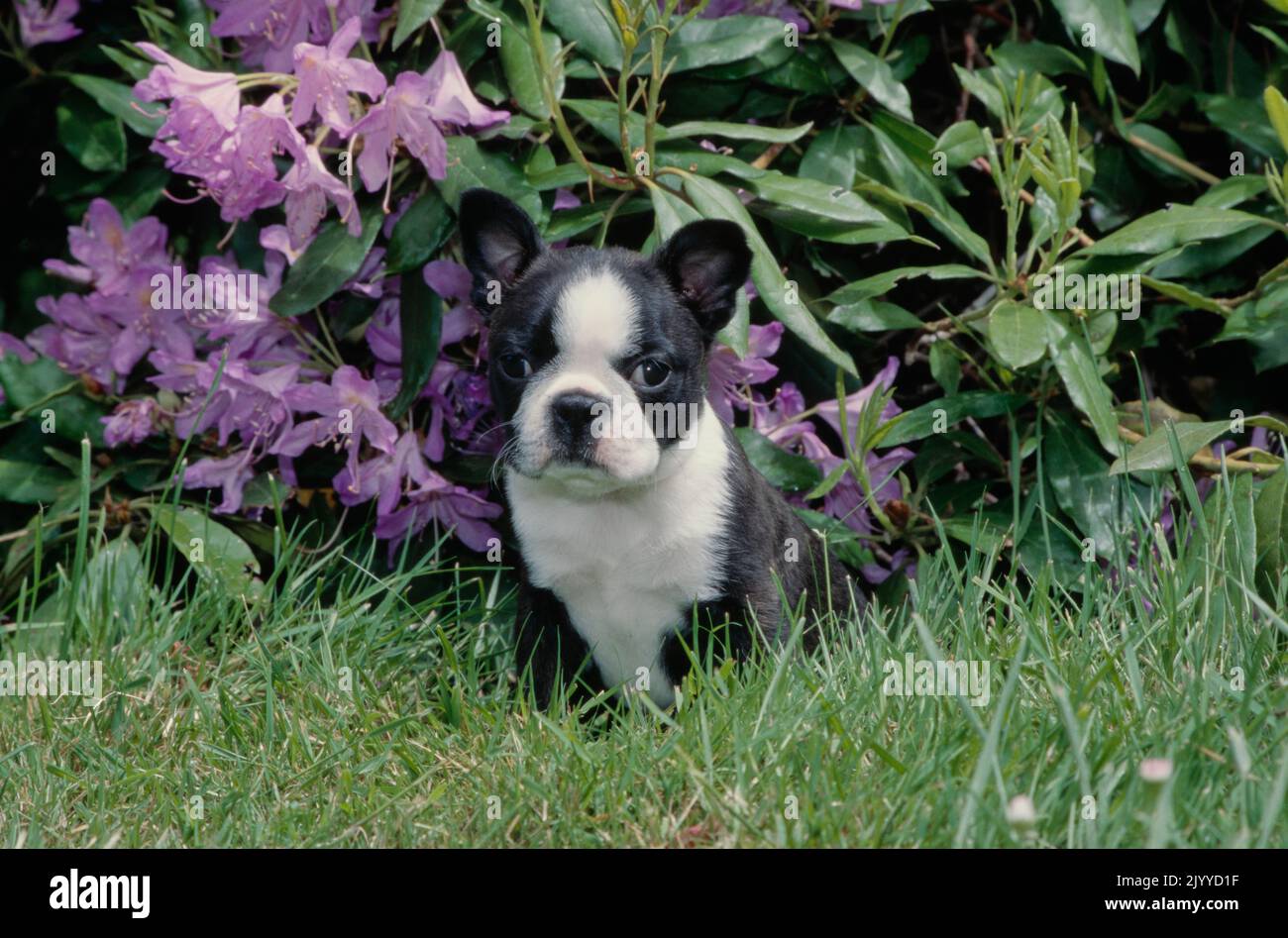 Puppy in yard hi-res stock photography and images - Alamy