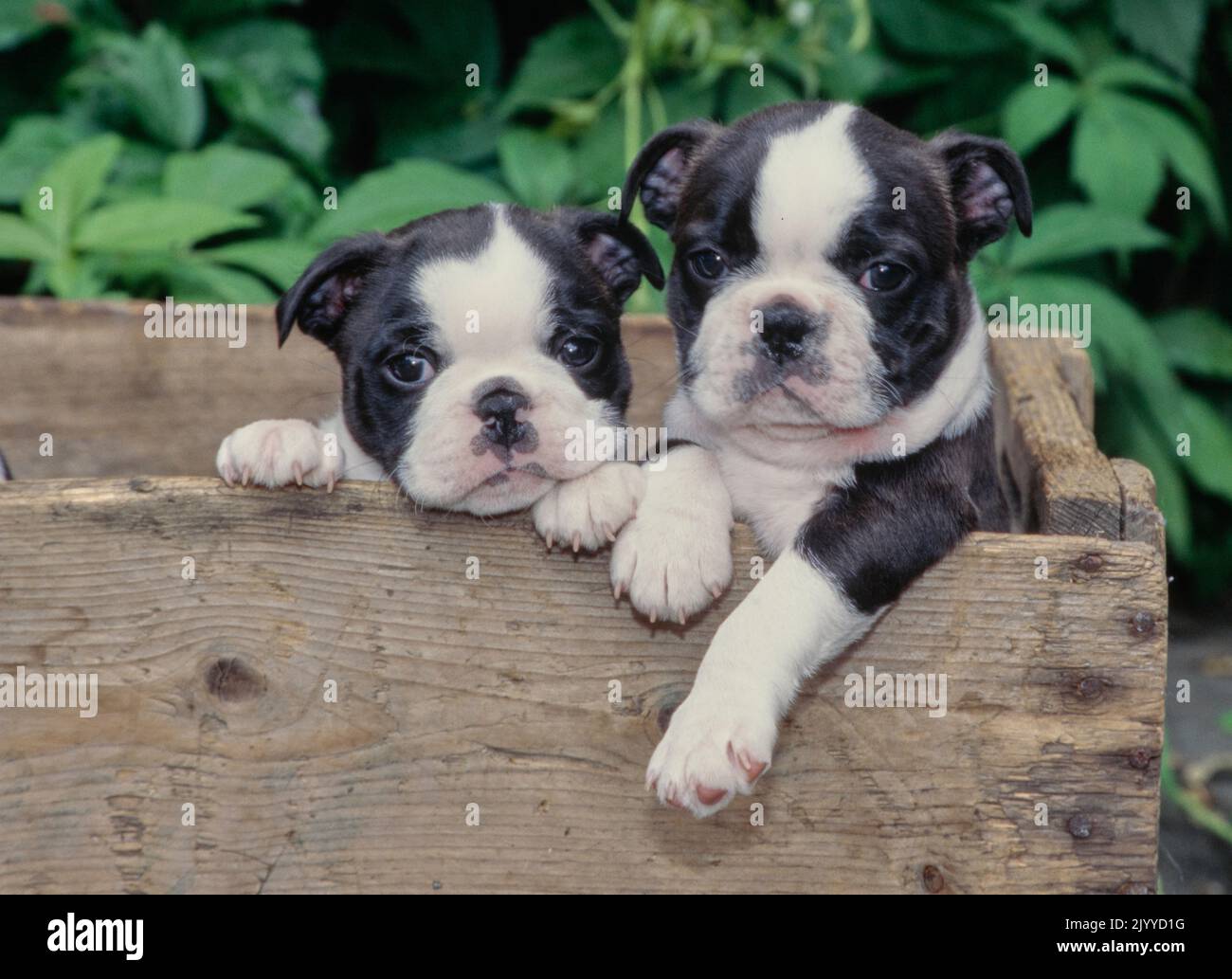 Box terrier hi-res stock photography and images - Alamy