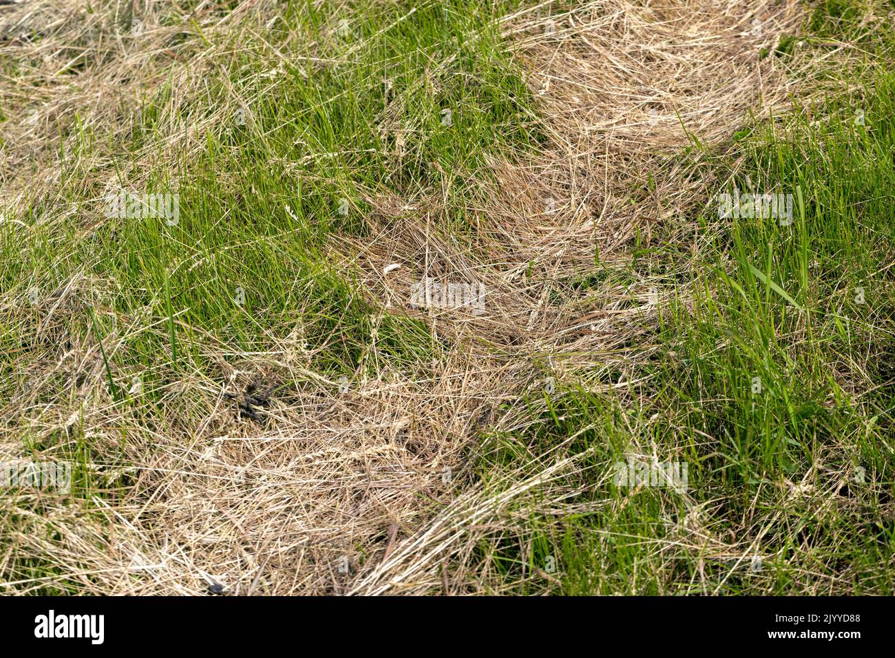 Drying of grass for obtaining and storing hay , making hay for feeding ...