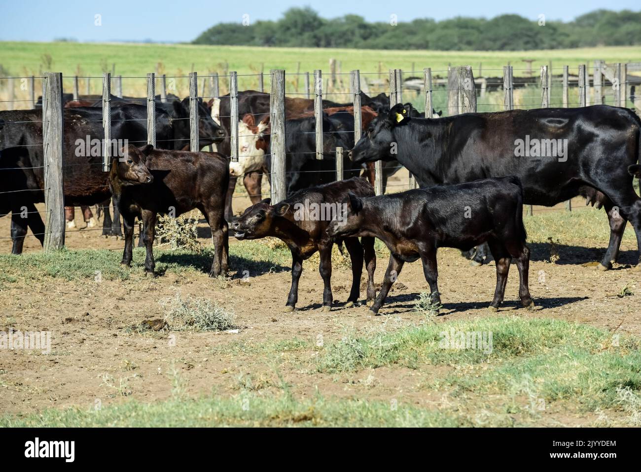 Cows raised with natural pastures, meat production in the Argentine ...