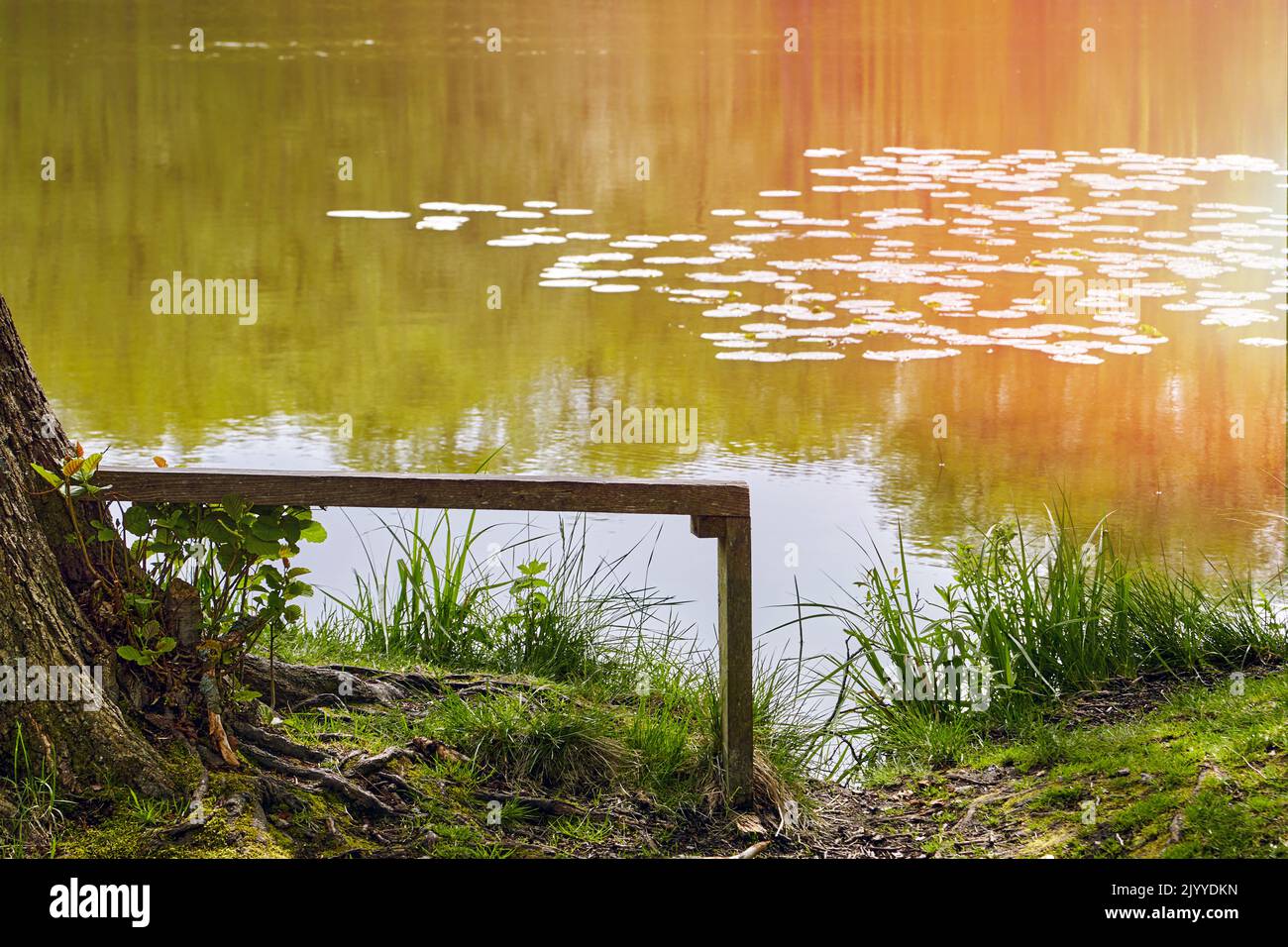 Wooden rustic bench made by hand on the shore of a green swampy lake in ...