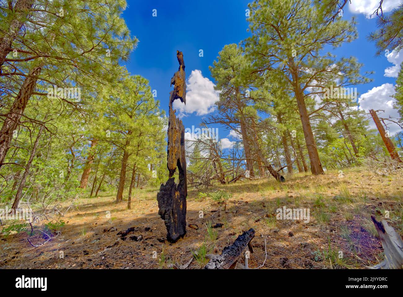 The remains of a burned out tree that had been struck by lightning at ...