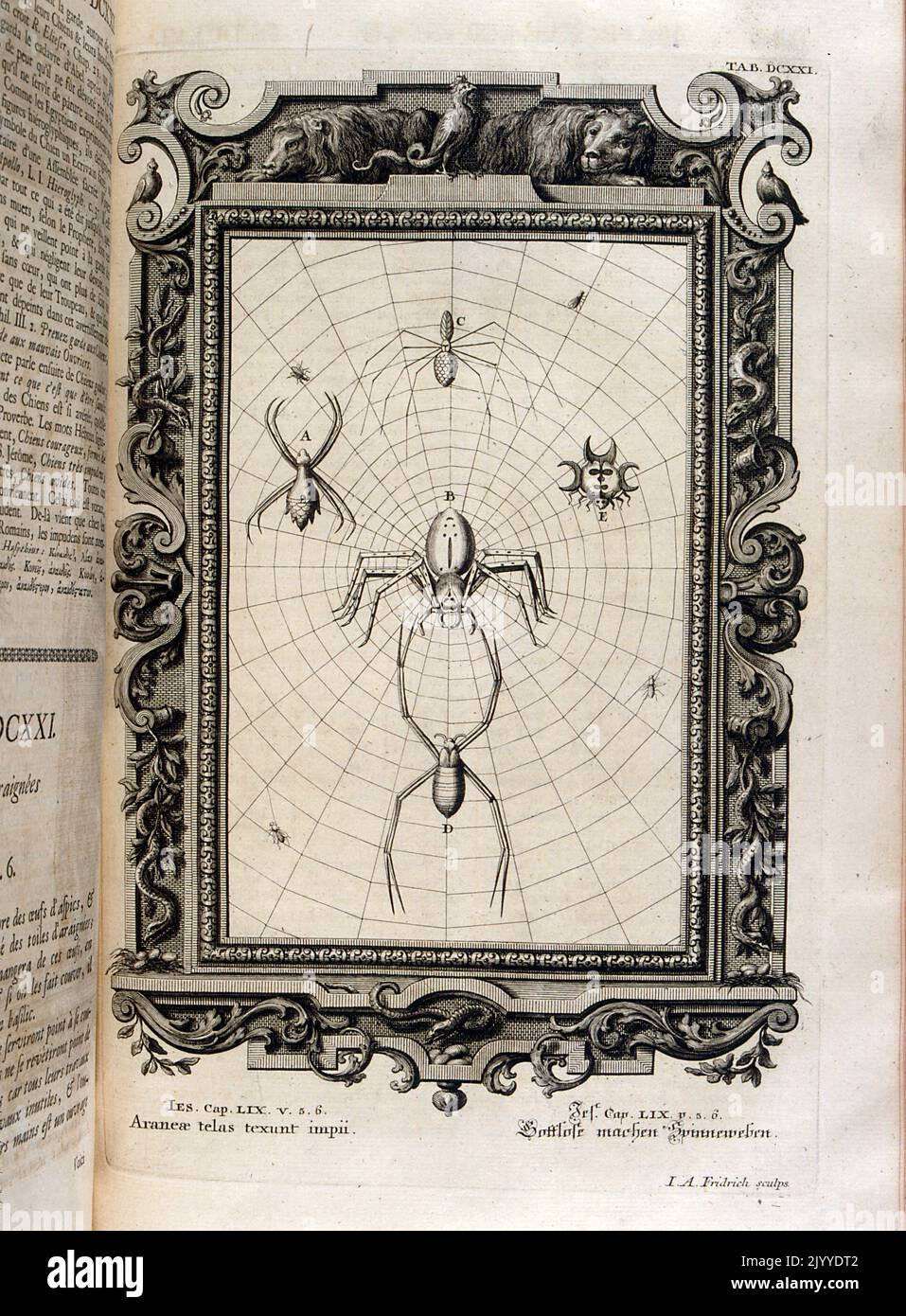 Engraving depicting the anatomy of spiders, labelled A to D. The ...