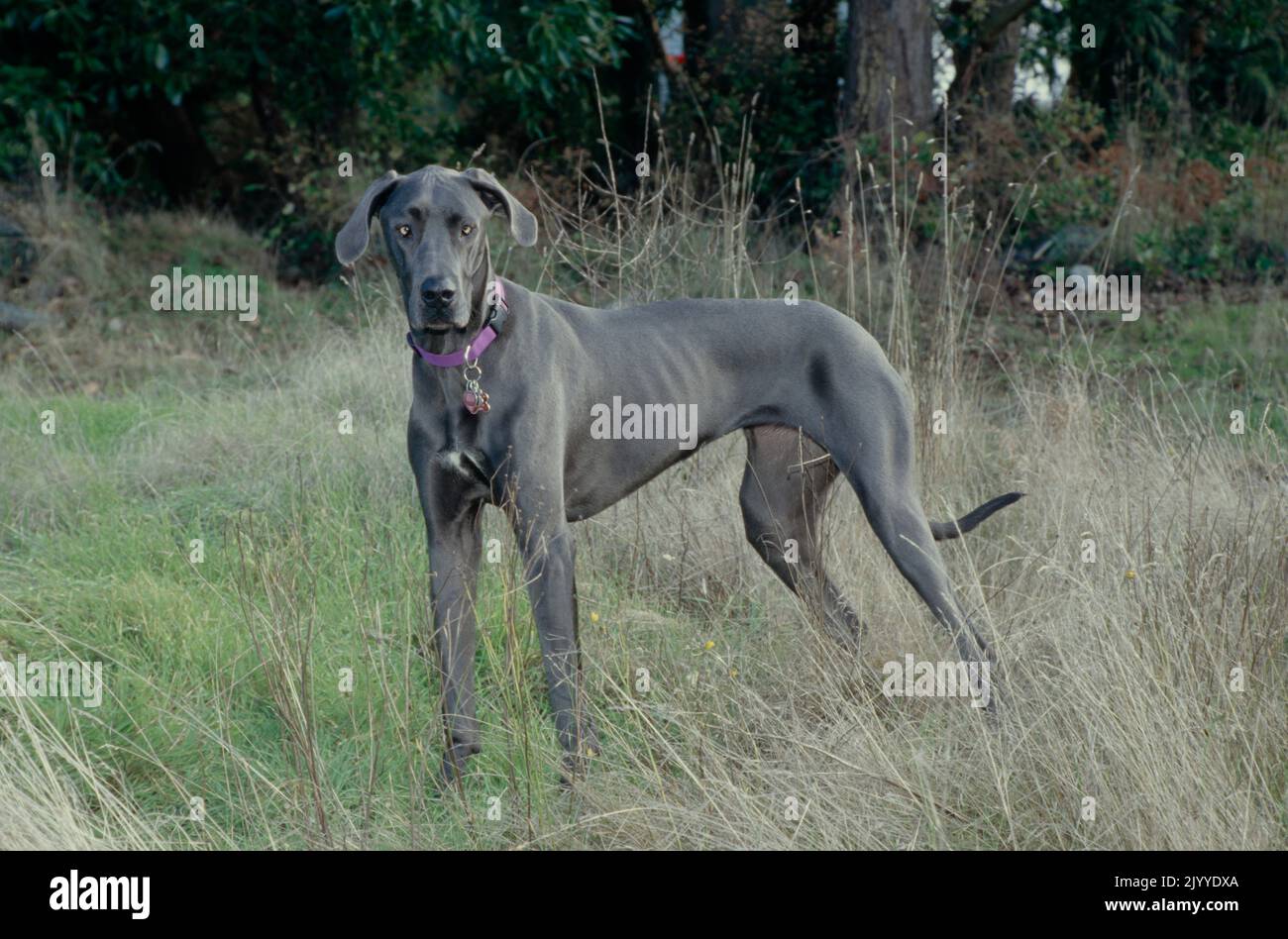 Great Dane in tall grass Stock Photo - Alamy